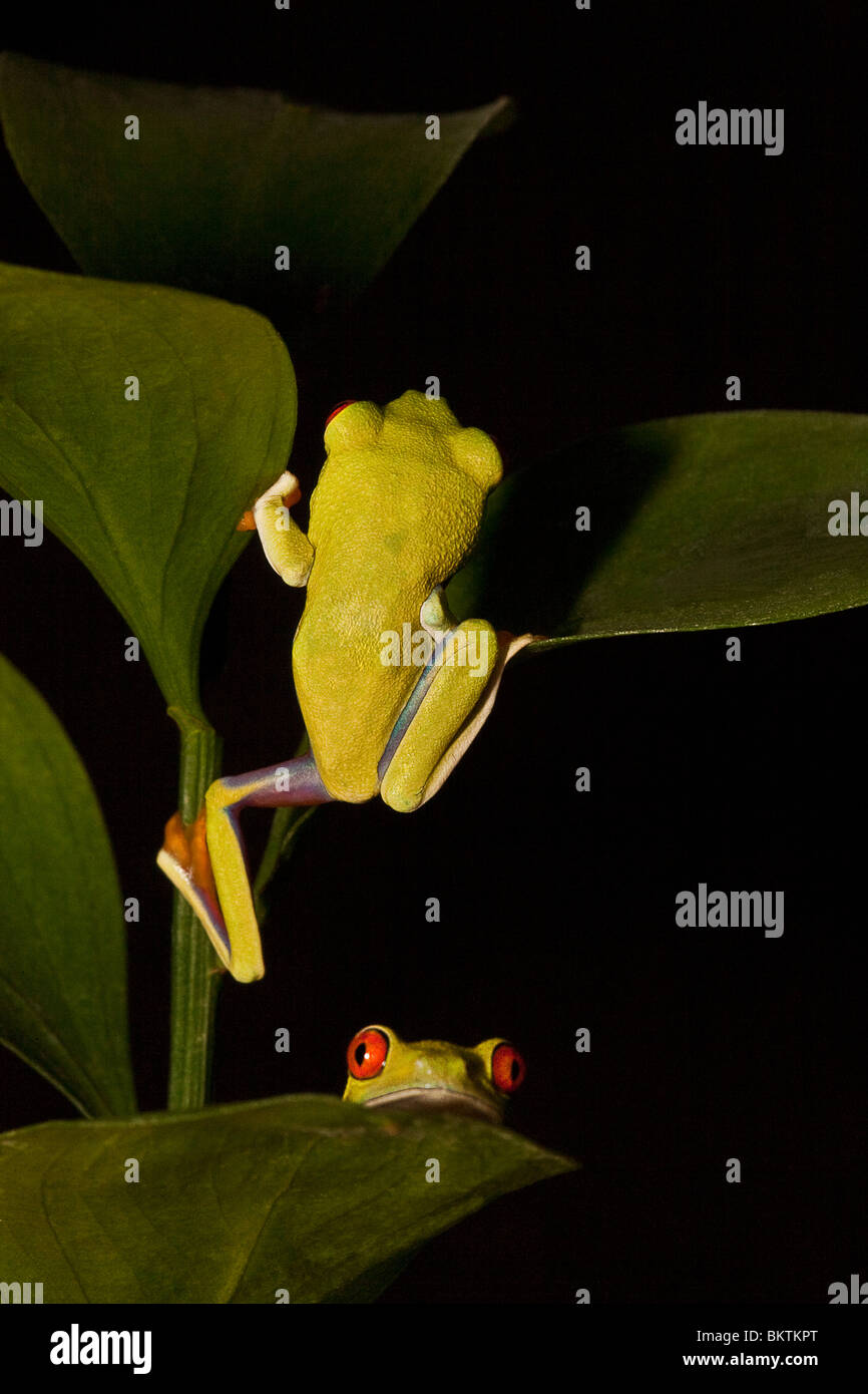 Red eyed tree frogs hi-res stock photography and images - Alamy