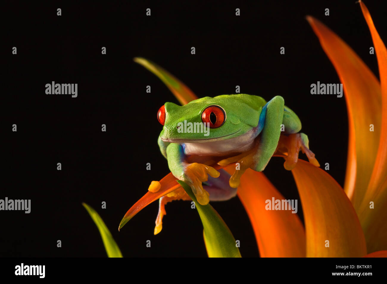 Red eyed tree frog hi-res stock photography and images - Alamy