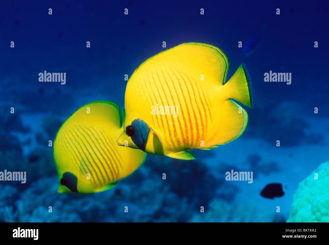 Golden butterflyfish chaetodon semilarvatus pair hi-res stock ...