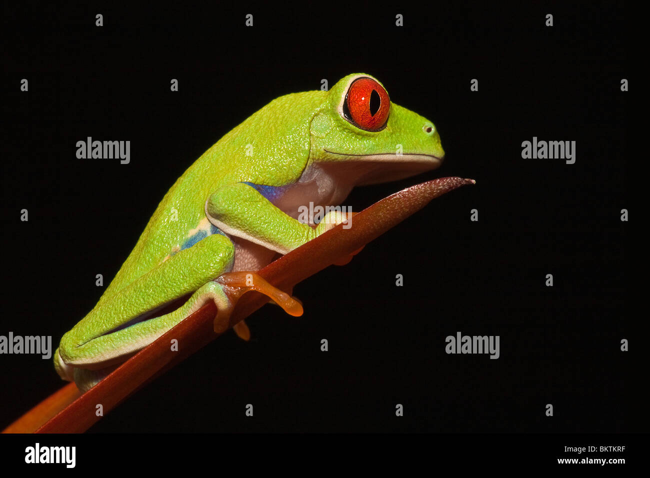 Frog habitat loss hi-res stock photography and images - Alamy