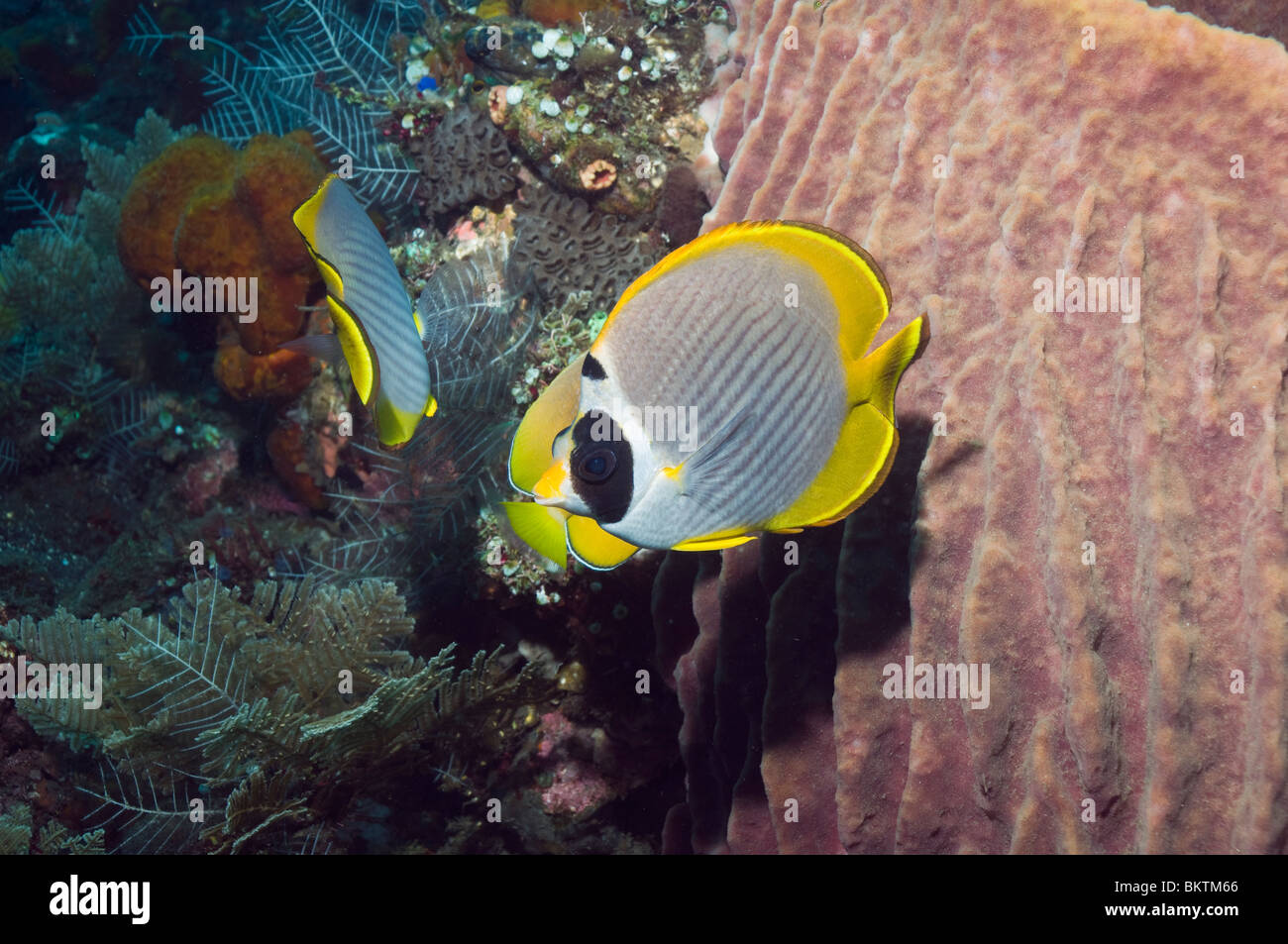 Panda butterflyfish (Chaetodon adiergastos) at rest near barrel sponge ...