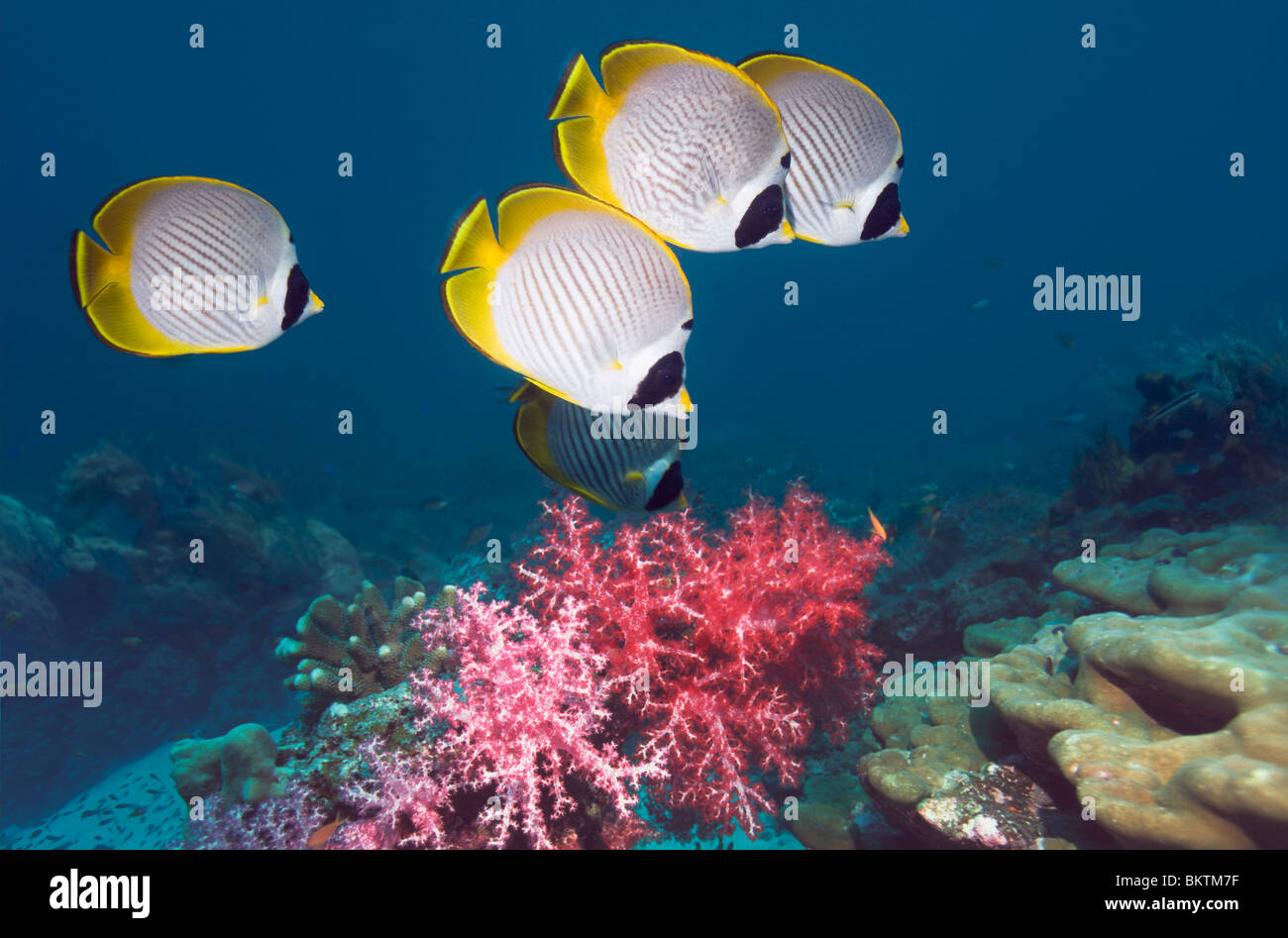 Panda butterflyfish (Chaetodon adiergastos) over coral reef with soft ...