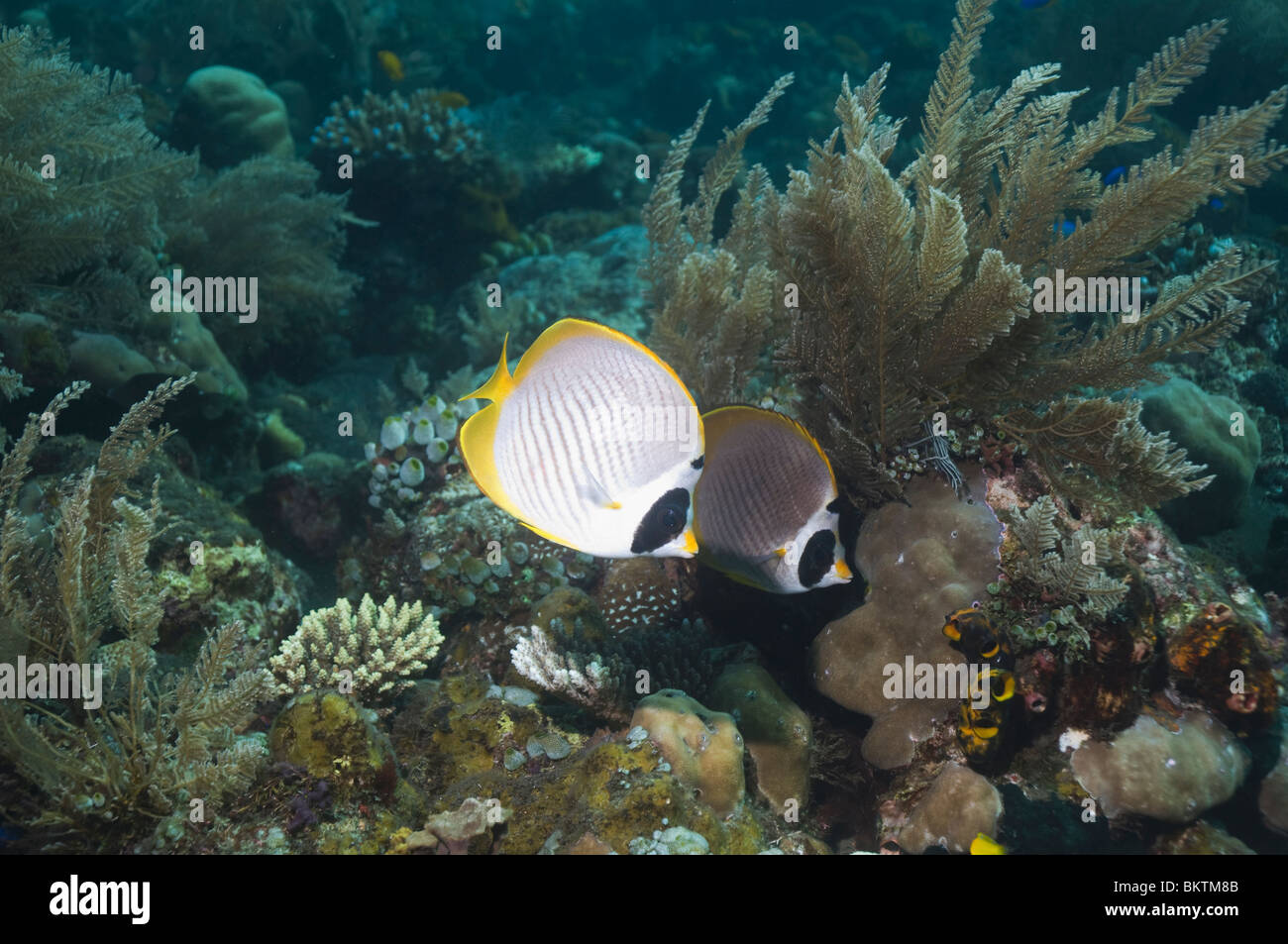 Panda butterflyfish (Chaetodon adiergastos) swimming over coral reef ...