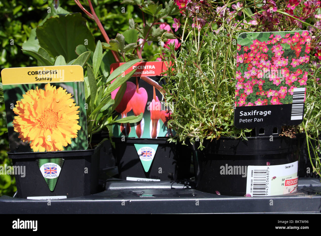 British Grown garden plants from a garden centre in the U.K Stock Photo ...
