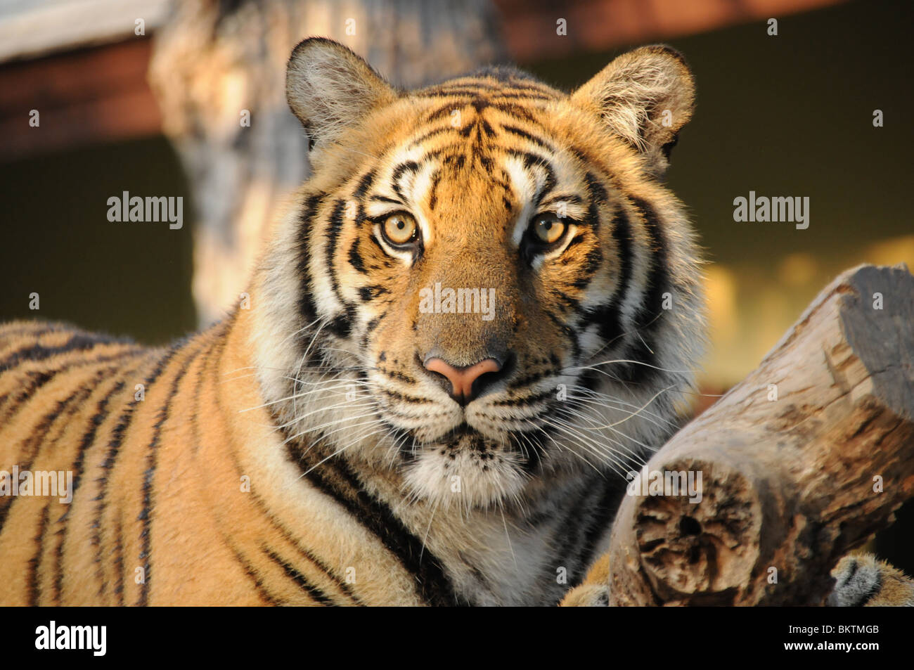 Tiger in Thailand Stock Photo - Alamy