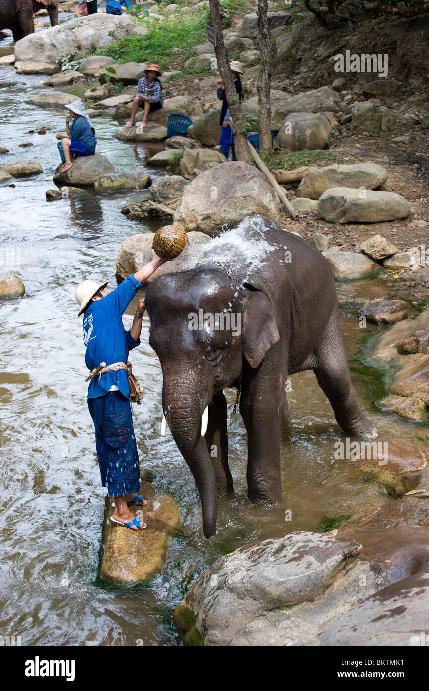 Washing the Elephant Stock Photo - Alamy