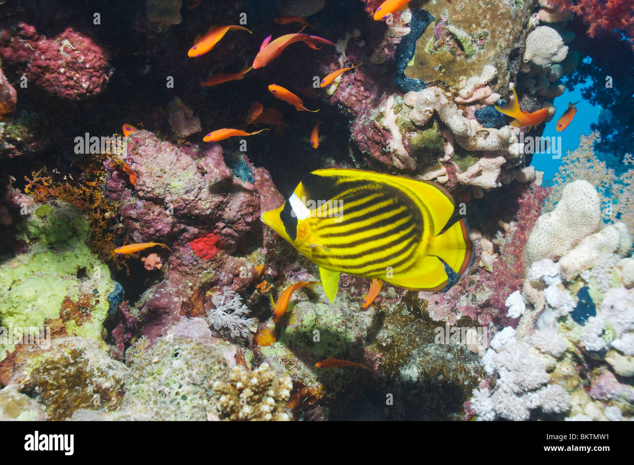 Red sea raccoon butterflyfishes hi-res stock photography and images - Alamy