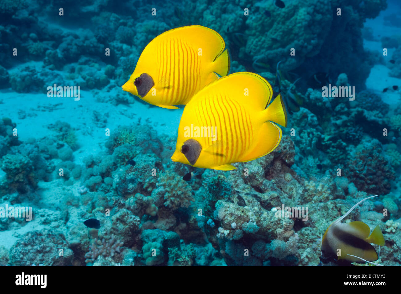 Golden butterflyfish (Chaetodon semilarvatus) swimming over coral reef ...