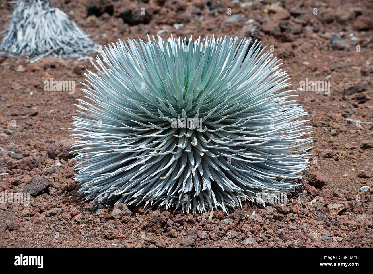 Silversword Plant in Haleakala Crater & National Park, Maui, Hawaii ...