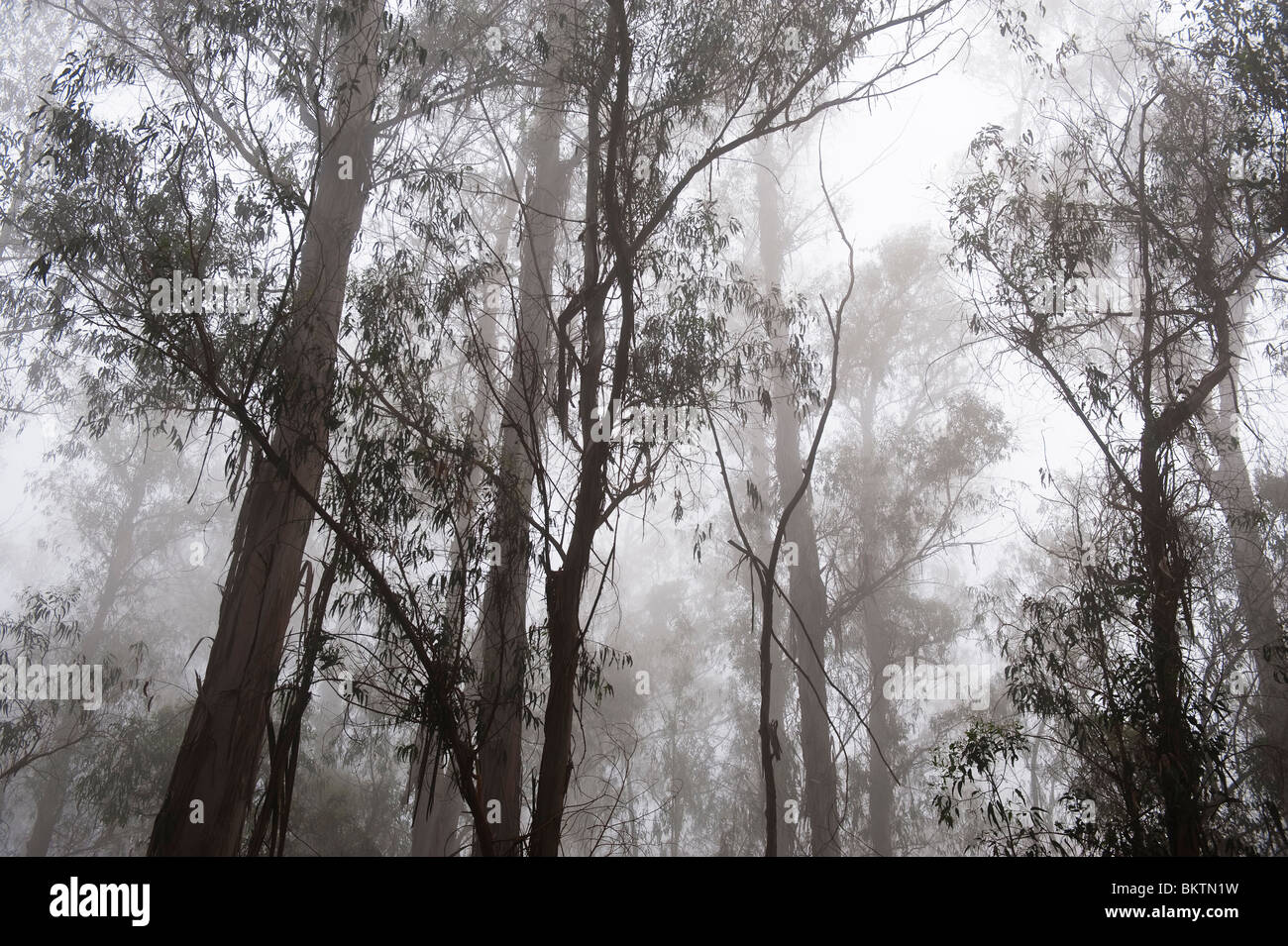 Eucalyptus Trees in the Mist on Crater Road on the Ascent to the Summit ...