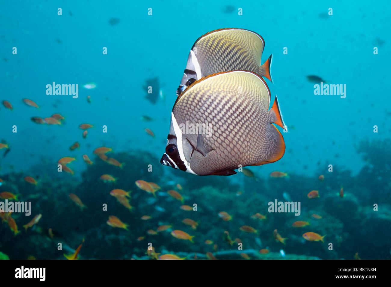 Collared butterflyfishes hi-res stock photography and images - Alamy