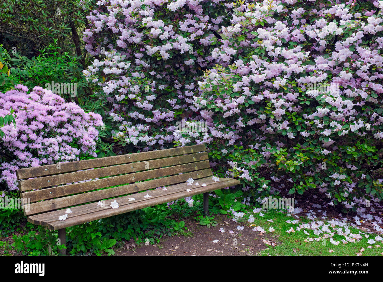 Portland's Crystal Springs Rhododendron Garden Stock Photo - Alamy