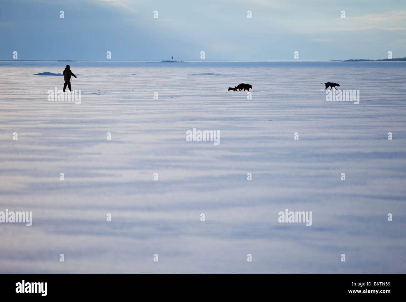 One person walking dog evening hi-res stock photography and images - Alamy
