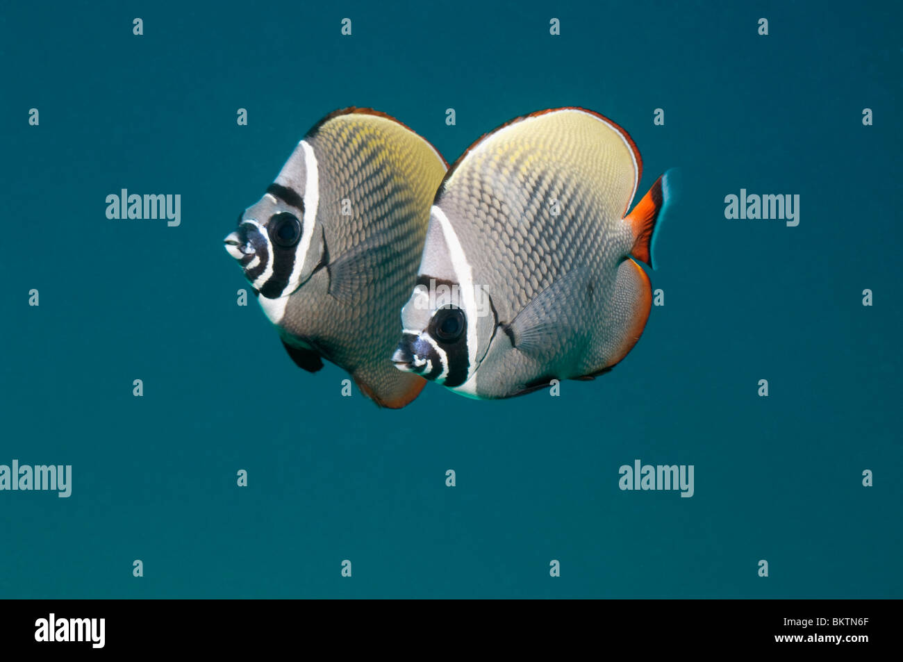 Collared butterflyfishes hi-res stock photography and images - Alamy