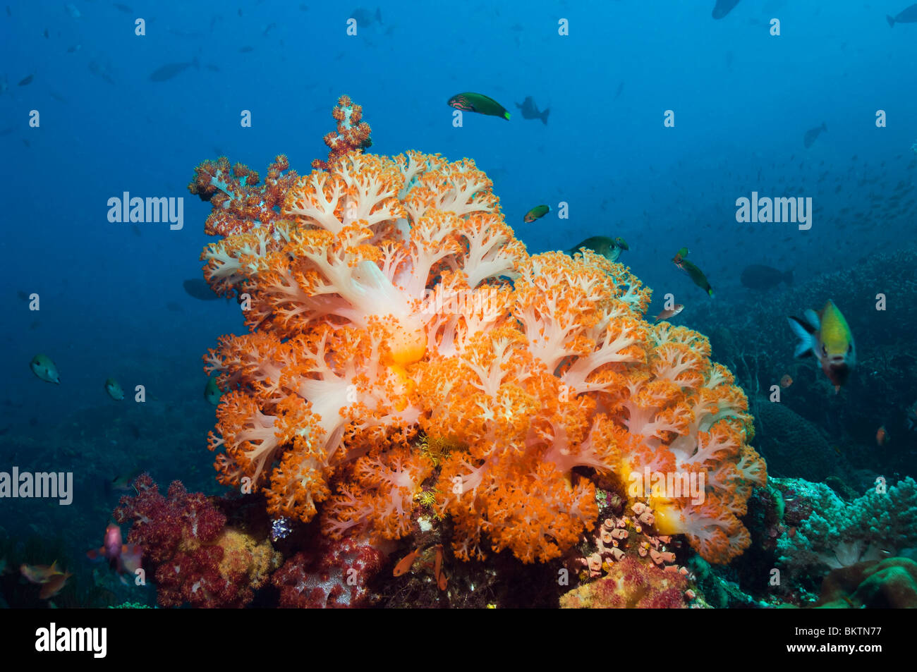 Soft corals (Scleronephthya sp.) on coral reef. Rinca, Komodo National ...