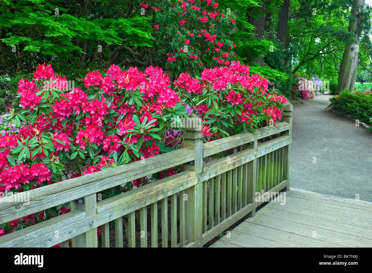 Portland's Crystal Springs Rhododendron Garden Stock Photo - Alamy