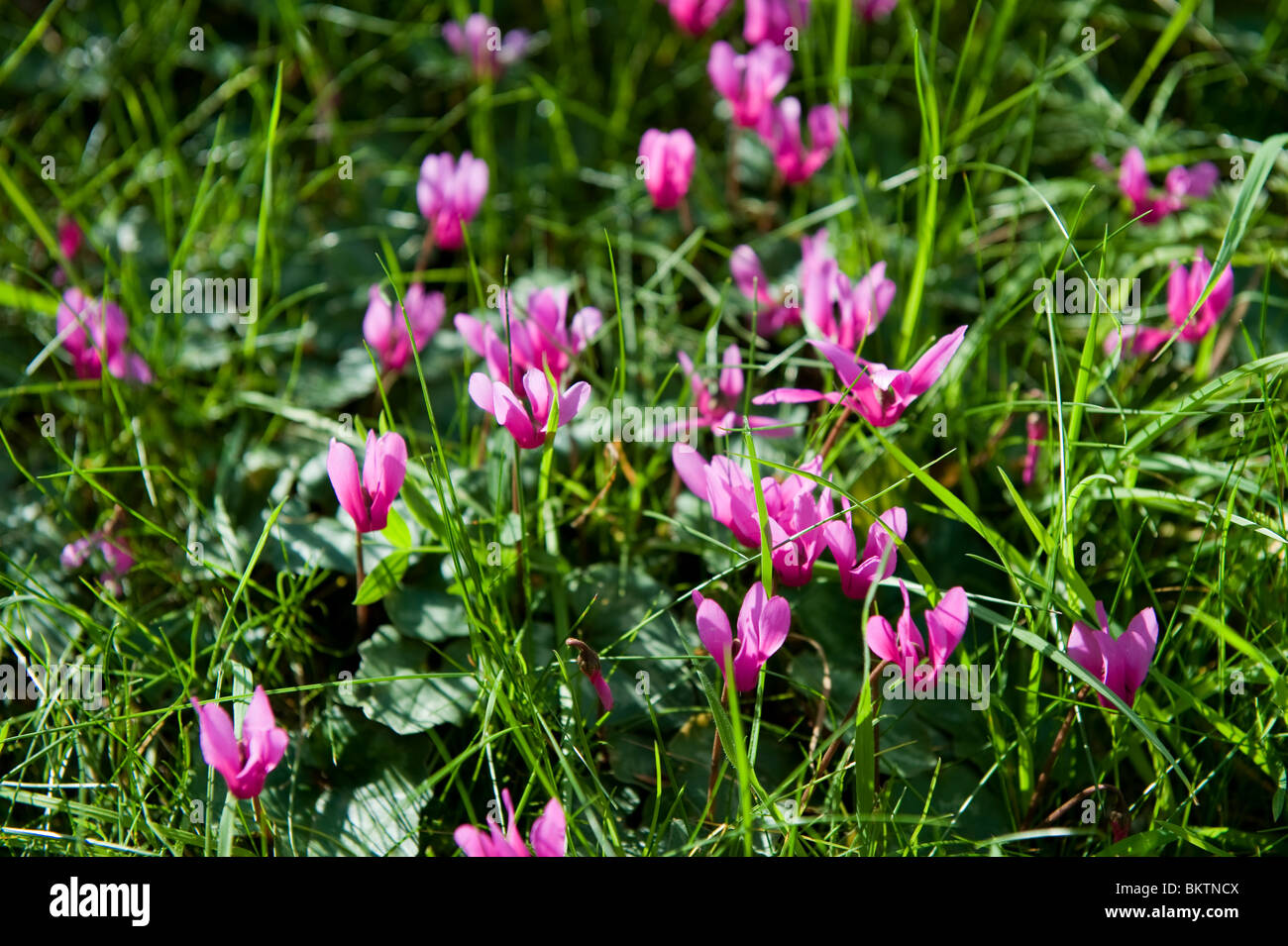 Group of cyclamen flowers hi-res stock photography and images - Alamy
