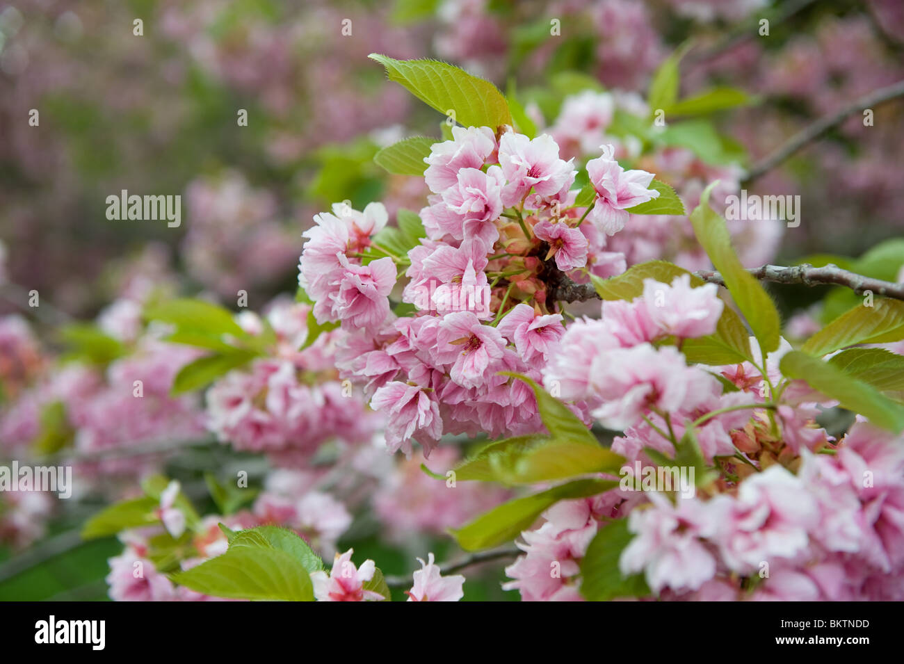 Cherry blossom on a tree in Kew Gardens in May, UK 2010 Stock Photo - Alamy