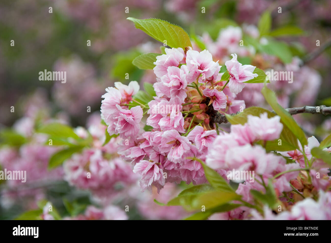 Cherry blossom on a tree in Kew Gardens in May, UK 2010 Stock Photo - Alamy