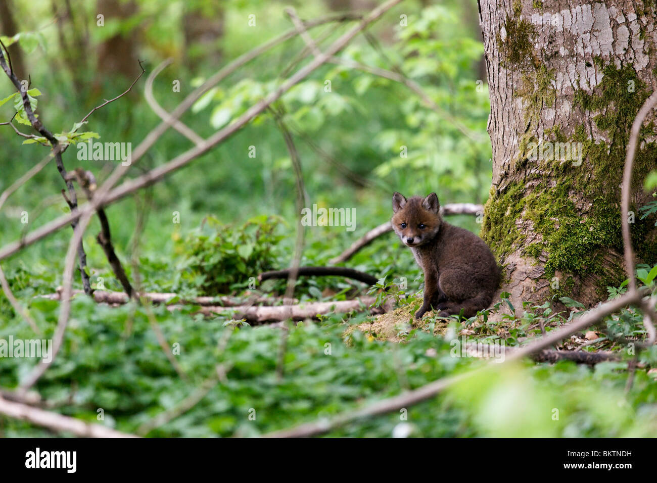Renardeau en forêt Stock Photo - Alamy