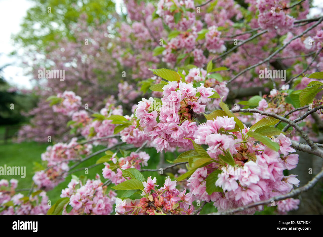 Cherry blossom on a tree in Kew Gardens in May, UK 2010 Stock Photo - Alamy