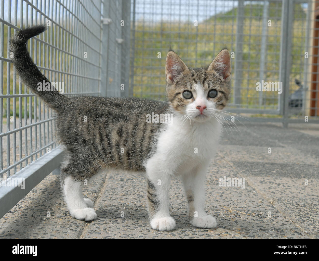 Cattery hi-res stock photography and images - Alamy