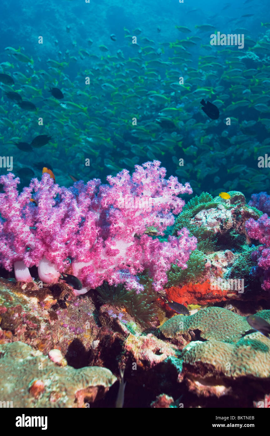 Soft coral (Dendronephthya sp.) on coral reef with a school of Bigeye ...