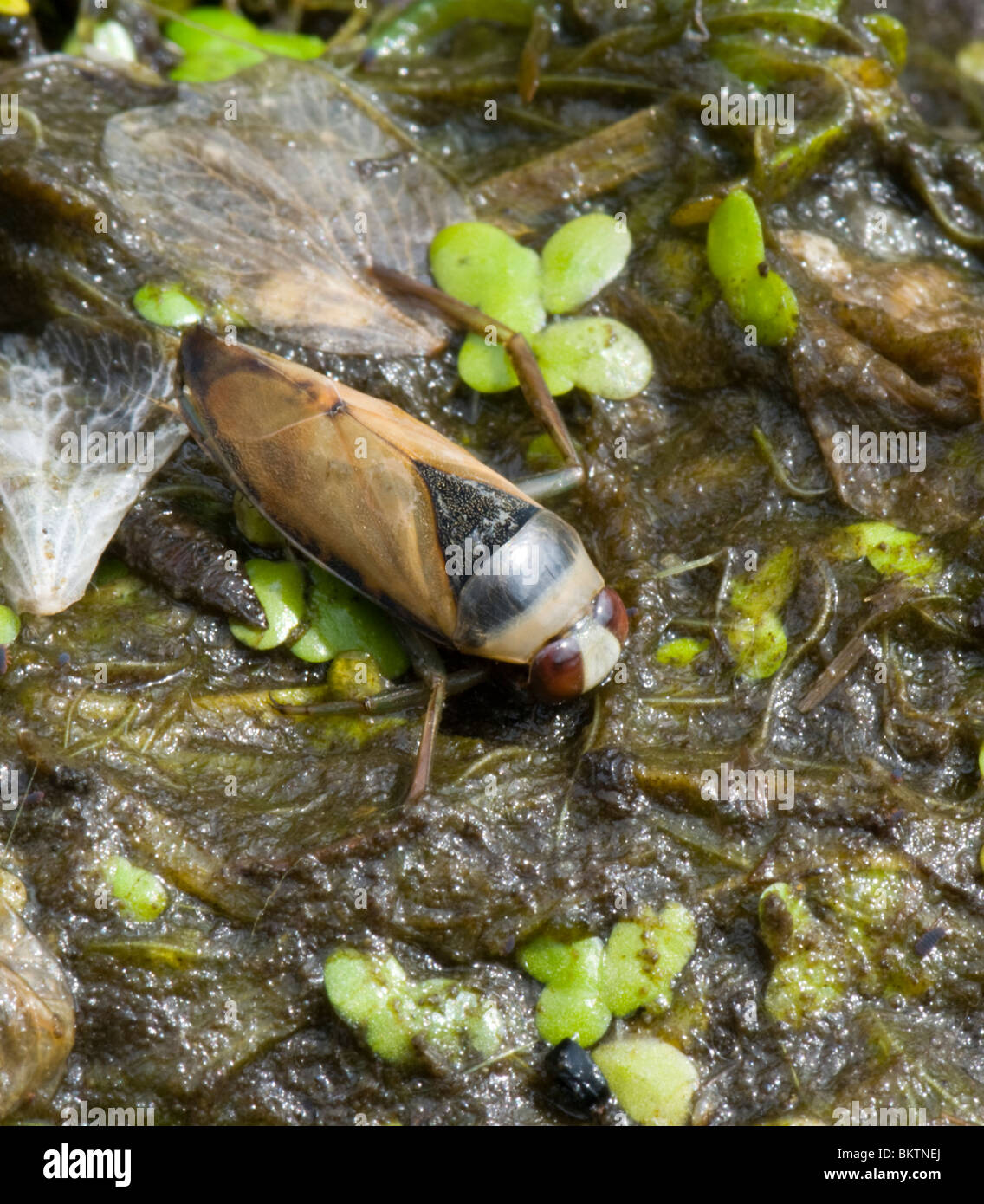 Corixidae water boatmen hi-res stock photography and images - Alamy