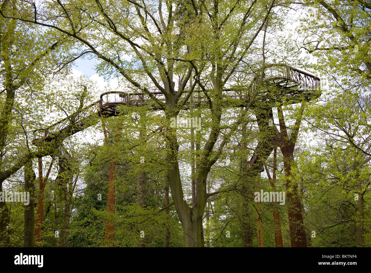 The treetop walkway at Kew Gardens seen through early spring foliage at ...