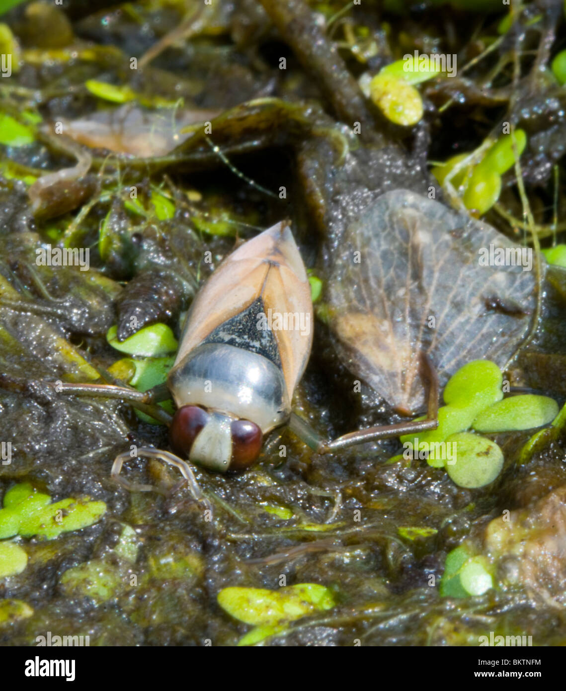 Corixidae water boatmen hi-res stock photography and images - Alamy