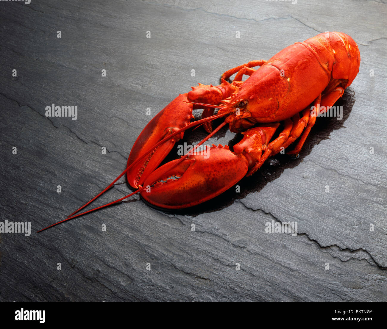 Cornish lobsters hi-res stock photography and images - Alamy