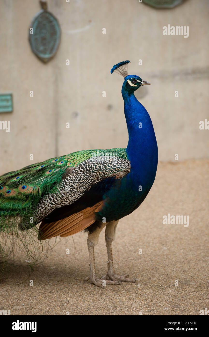 Side view of peacock with feathers not raised, UK 2010 Stock Photo - Alamy