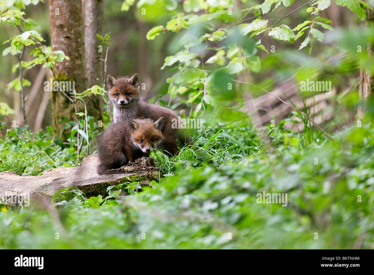 Renardeau hi-res stock photography and images - Alamy