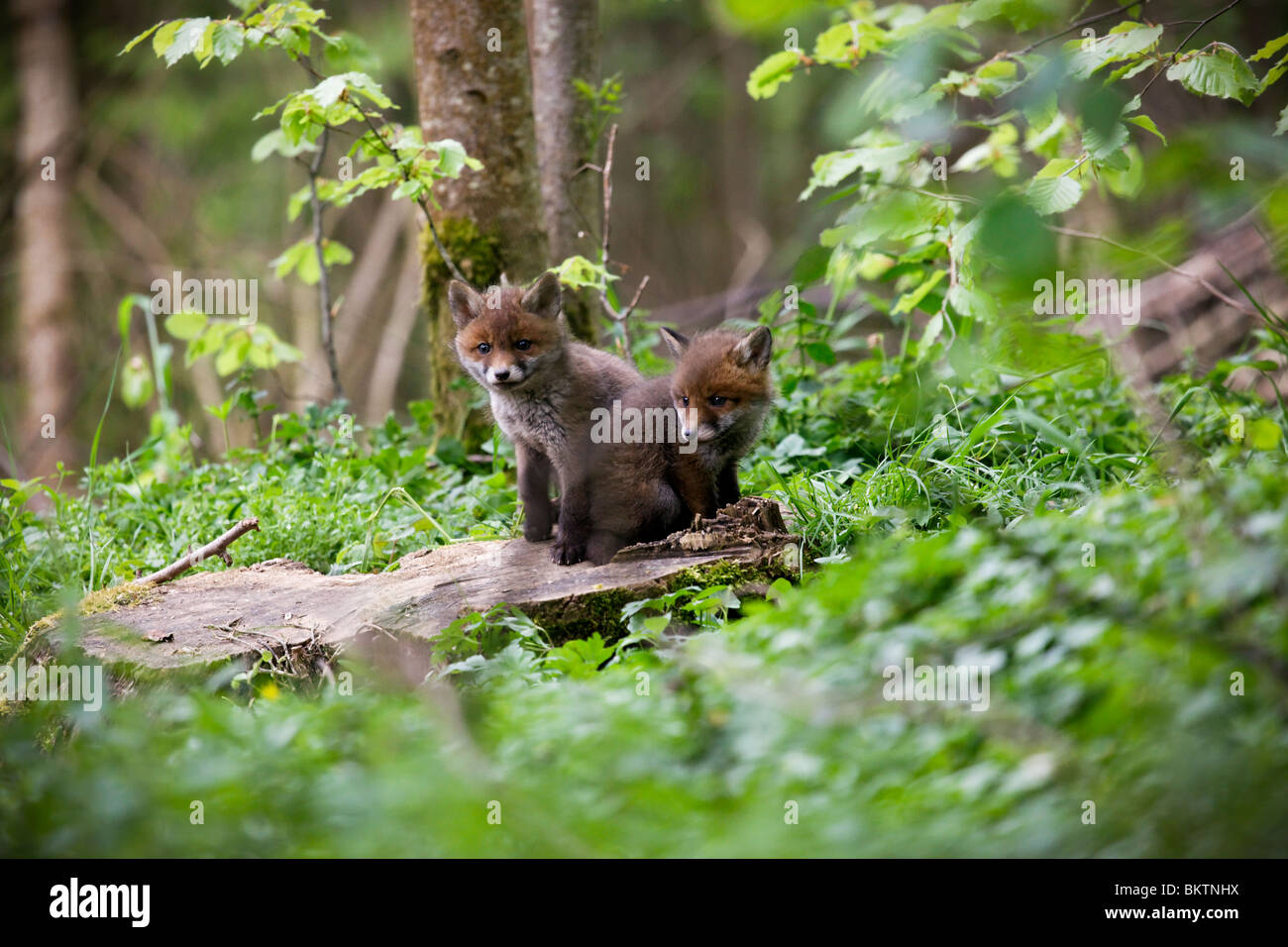 Renardeau hi-res stock photography and images - Alamy