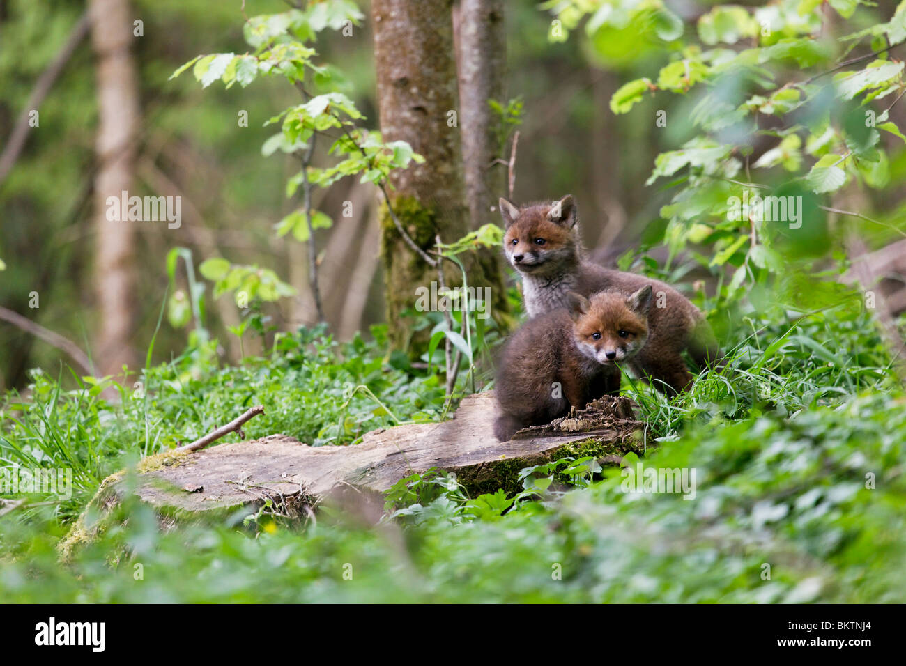 Renardeau hi-res stock photography and images - Alamy