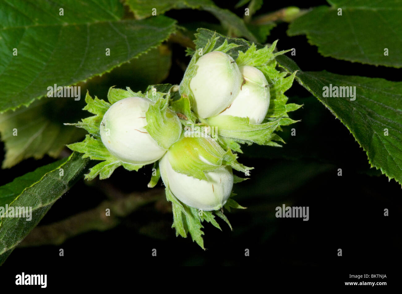 Common hazel leaf corylus avellana hi-res stock photography and images ...