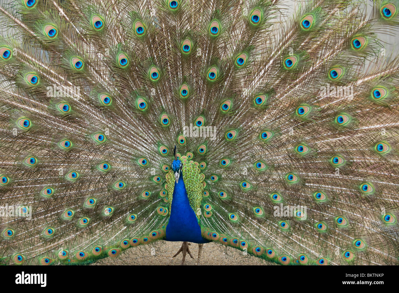 A male peacock displays its magnificent tail feathers to attract a mate ...