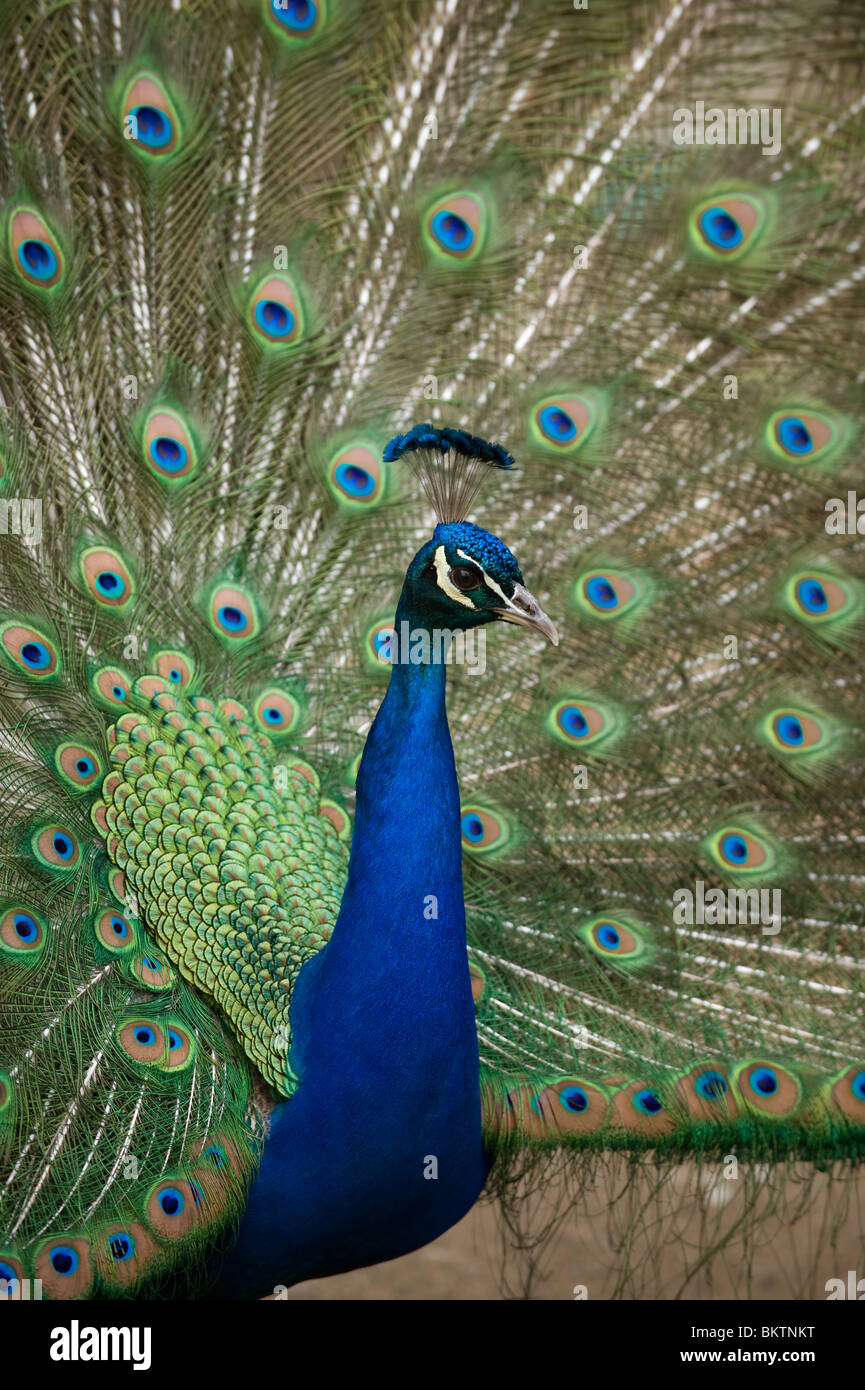 A male peacock displays its magnificent tail feathers to attract a mate ...