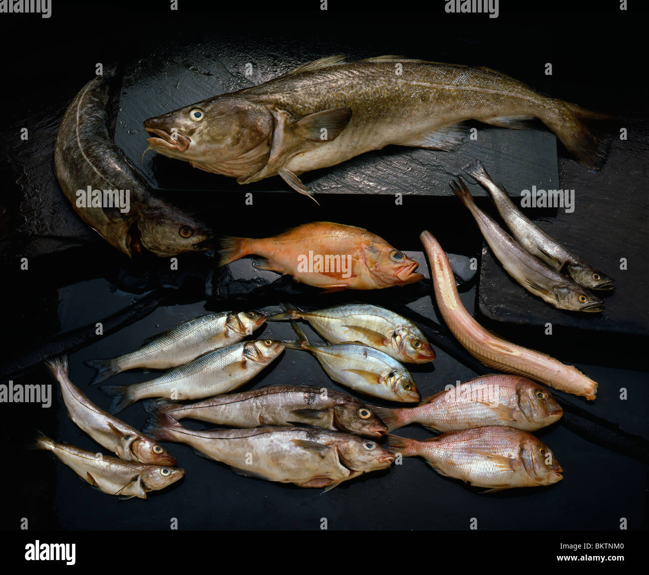 Fresh whole haddock hi-res stock photography and images - Alamy