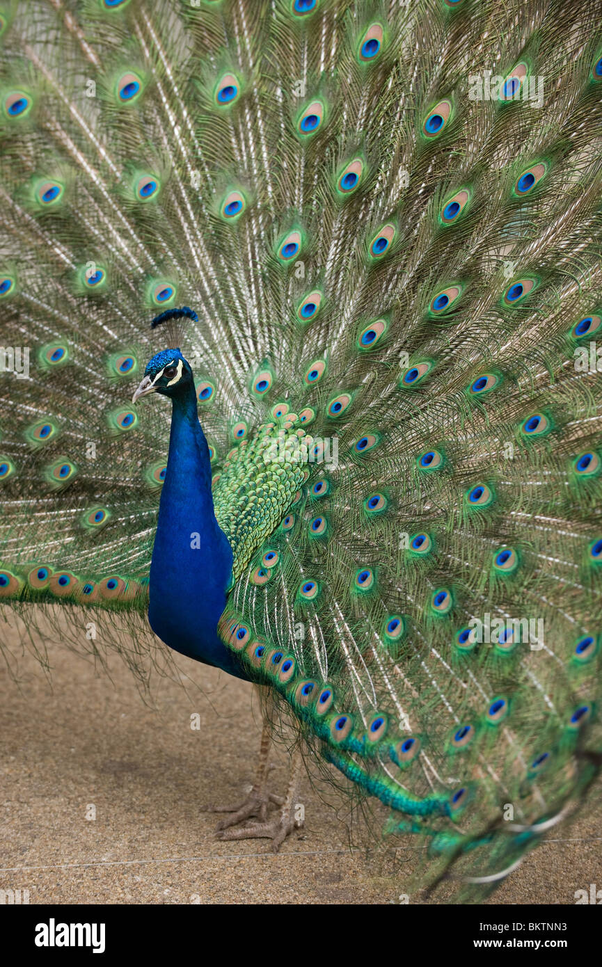 A male peacock displays its magnificent tail feathers to attract a mate ...