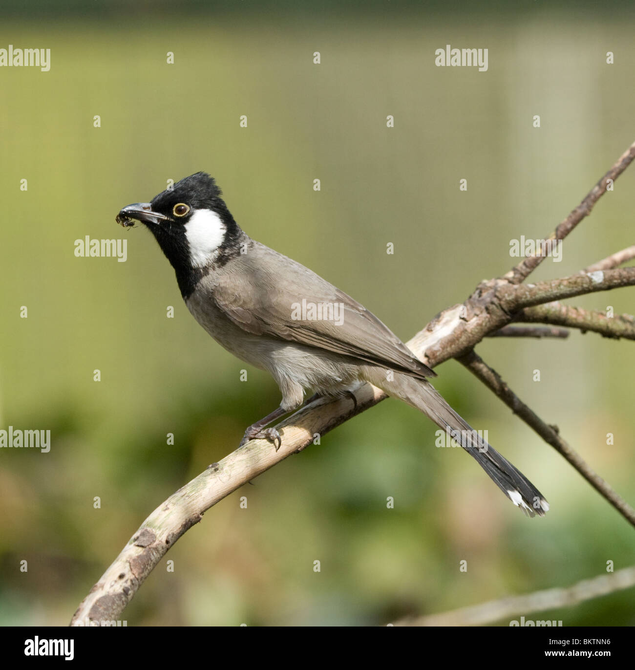 White-Cheeked Bulbul Pycnonotus leucogenys Captive Stock Photo - Alamy