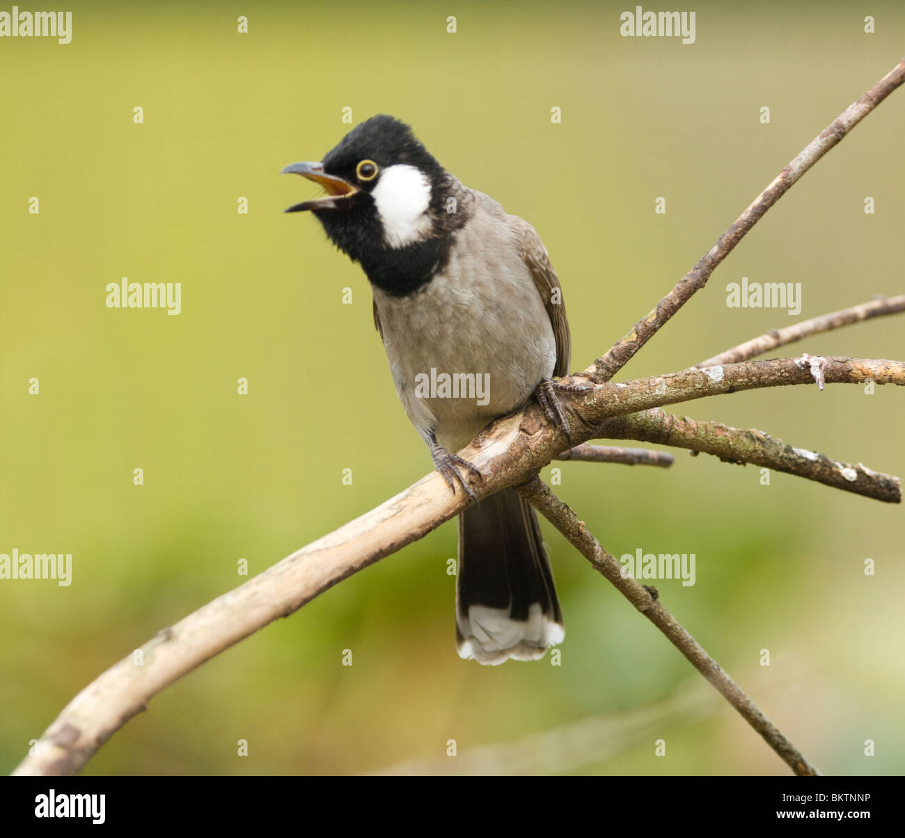 White-Cheeked Bulbul singing Pycnonotus leucogenys Captive Stock Photo ...