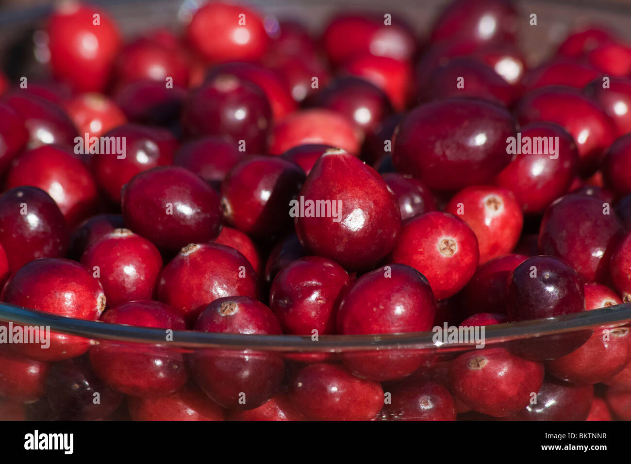 Red bright Cranberries full blurry blurred background from above ...