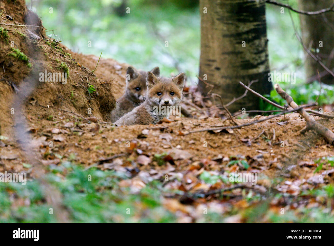 Renardeau en forêt Stock Photo - Alamy