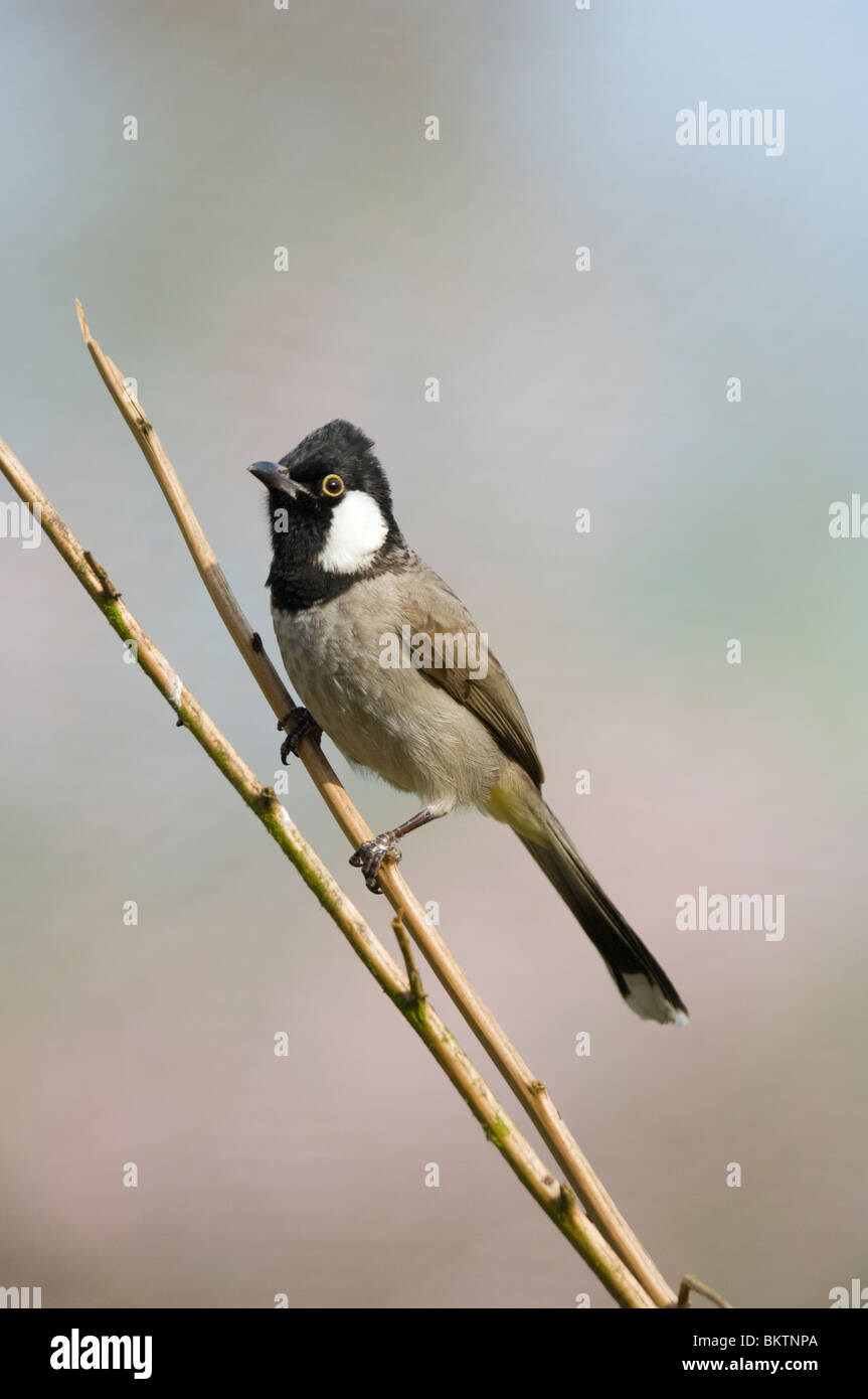 White-Cheeked Bulbul Pycnonotus leucogenys Captive Stock Photo - Alamy