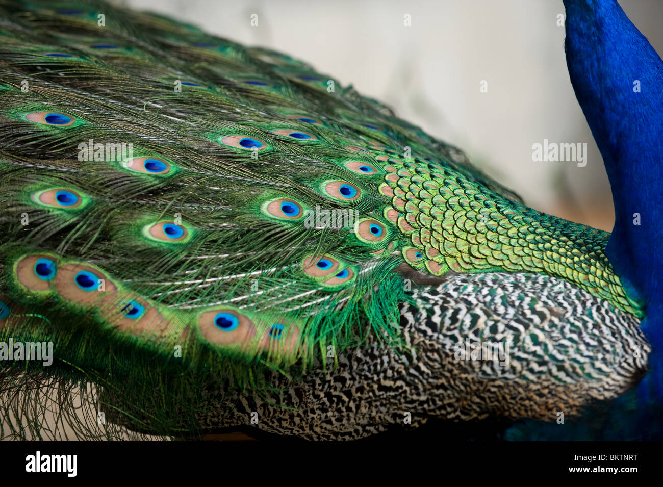 Close-up of peacock plumage showing vivid colours, UK 2010 Stock Photo ...