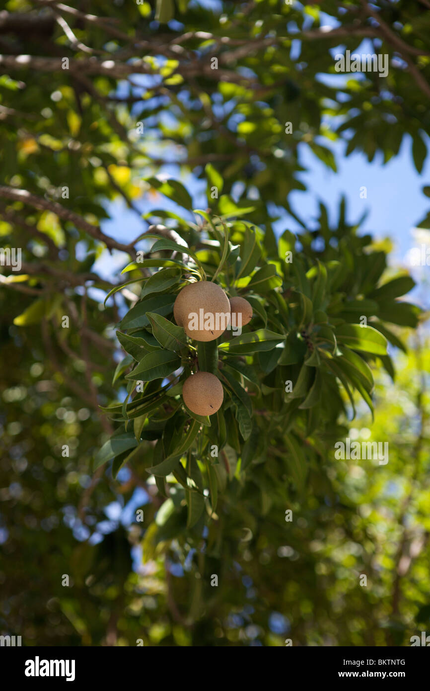 Sapodilla fruit growing in the trees on Man O War Cay in the Abacos ...
