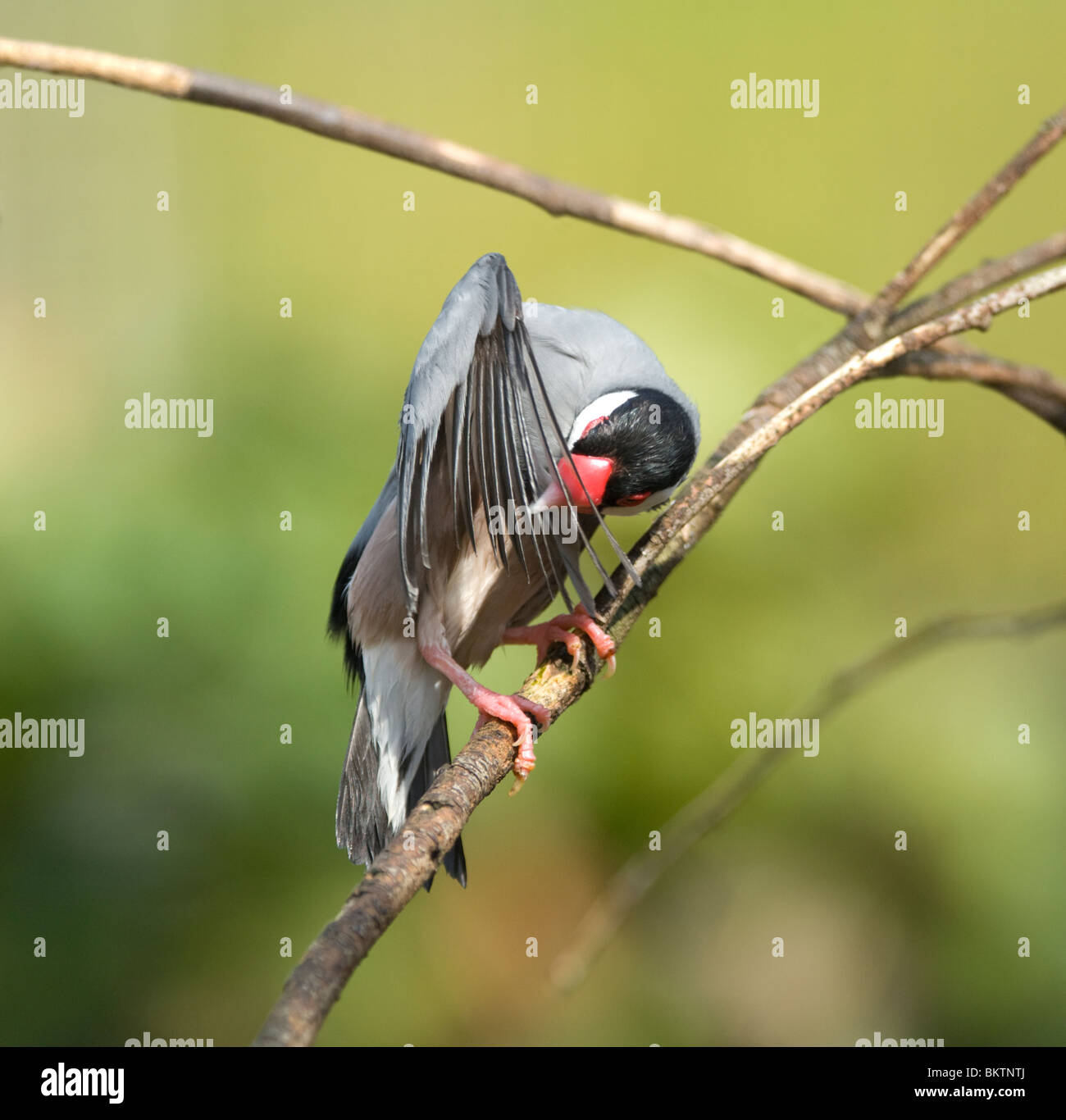 Java Sparrow Padda oryzivora Captive Stock Photo - Alamy