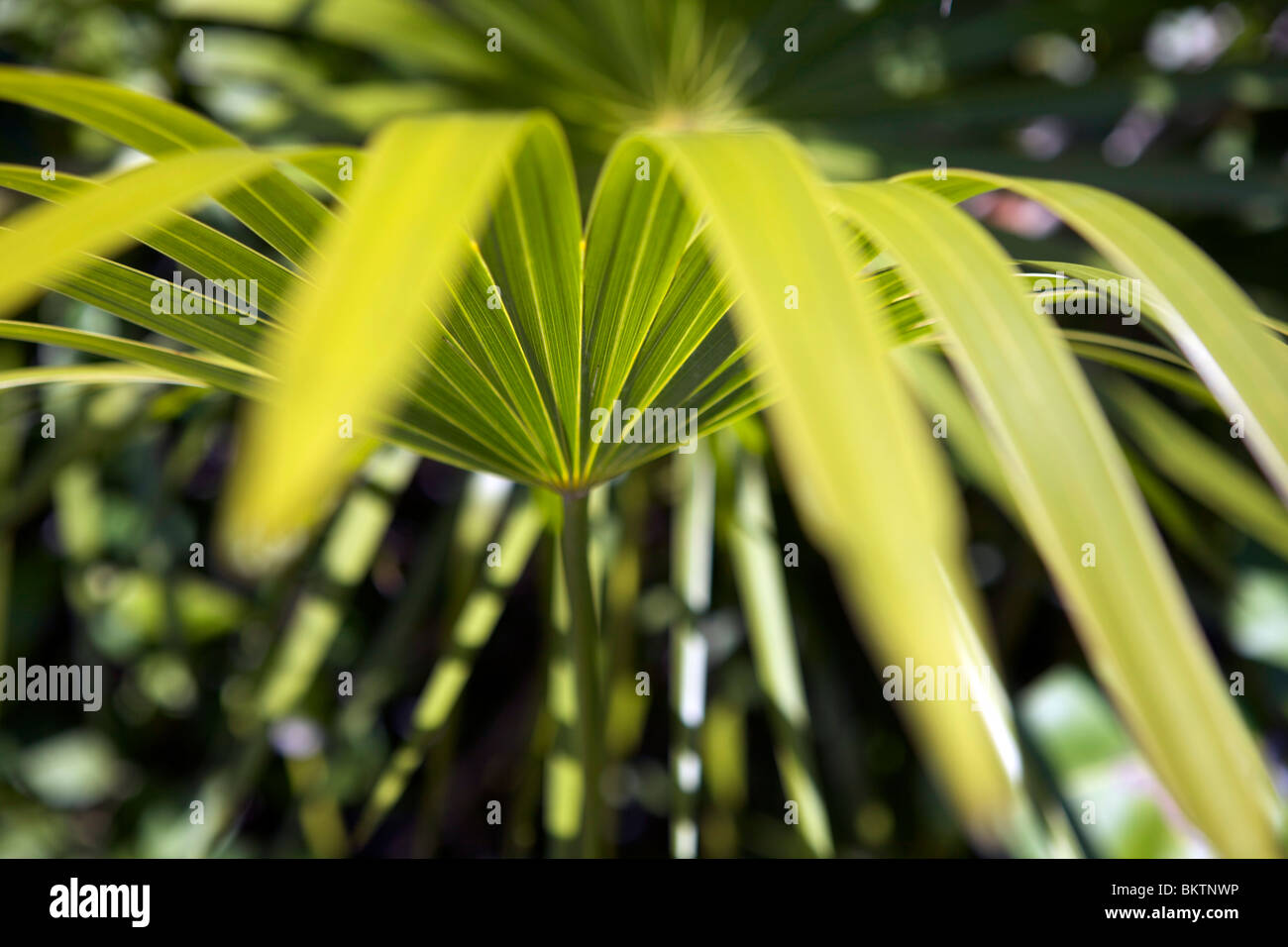 A close up of a tropical plant growing on Man O War Cay in the Abacos ...