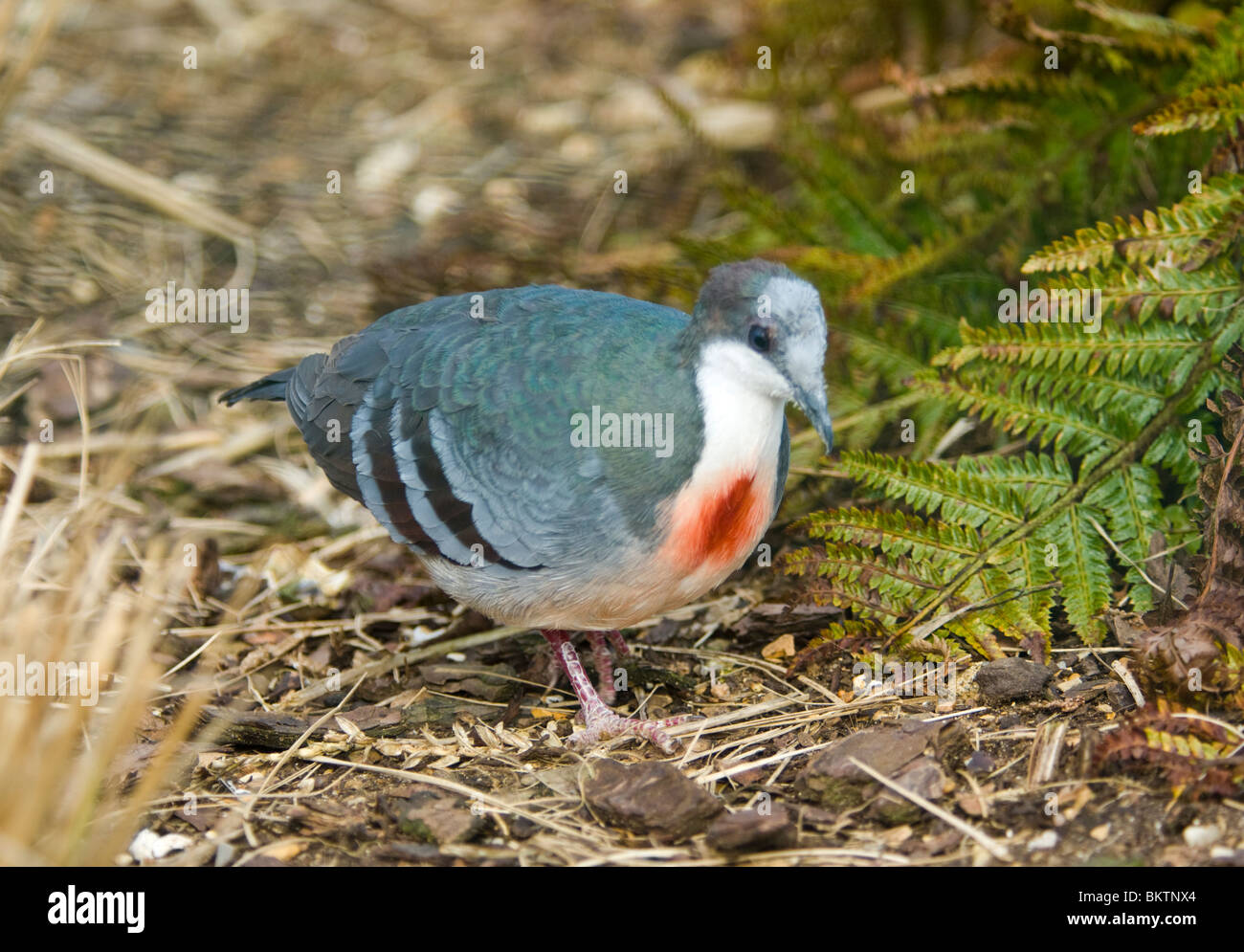 Luzon Bleeding Heart Gallicolumba luzonica Captive Stock Photo - Alamy